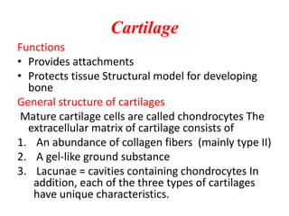 CARTILAGE.pdf | Bone and Joint Conditions | Diseases and Conditions