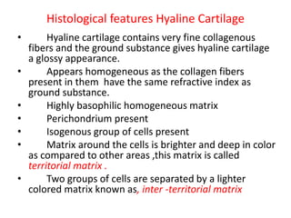 CARTILAGE.pdf