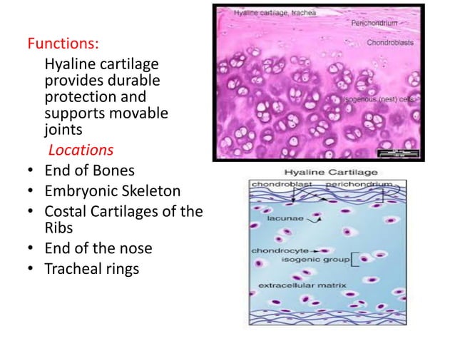 CARTILAGE.pdf | Bone and Joint Conditions | Diseases and Conditions