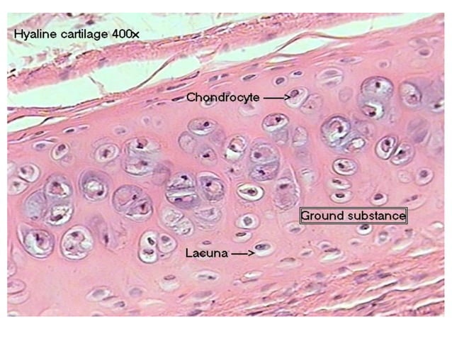 CARTILAGE.pdf | Bone and Joint Conditions | Diseases and Conditions