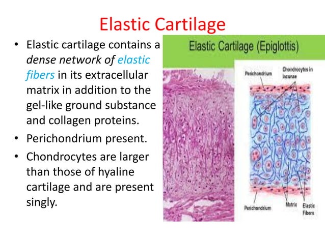 CARTILAGE.pdf | Bone and Joint Conditions | Diseases and Conditions