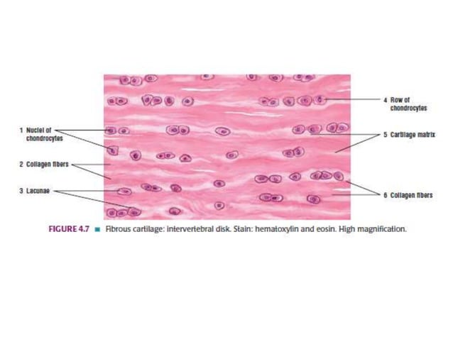 cartilage.pptx