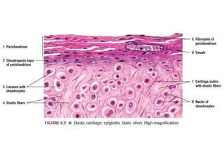 cartilage.pptx