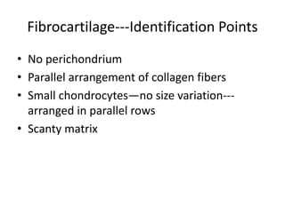 cartilage.pptx