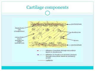 Cartilage.pptx