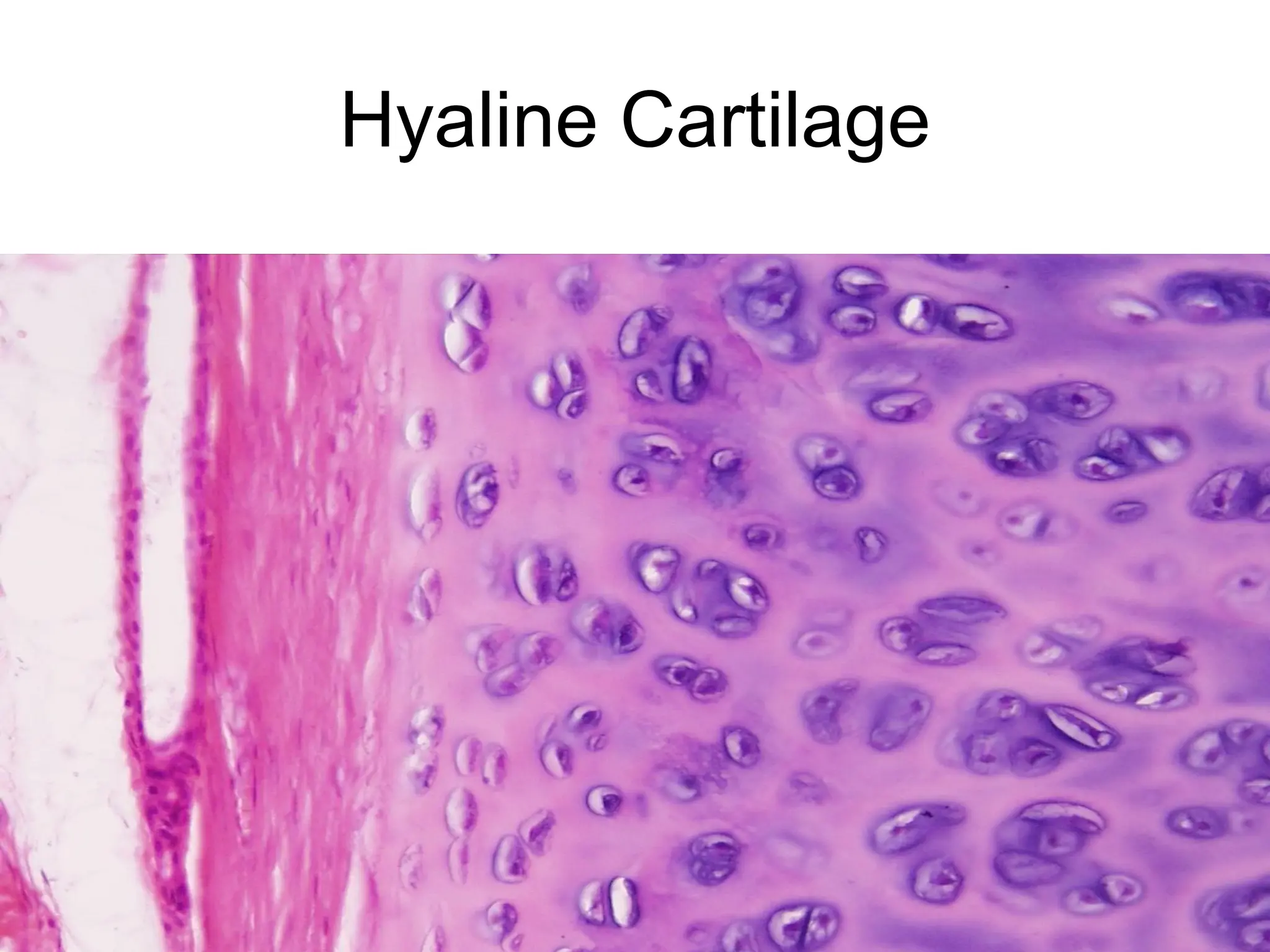 Cartilage.1.pdf