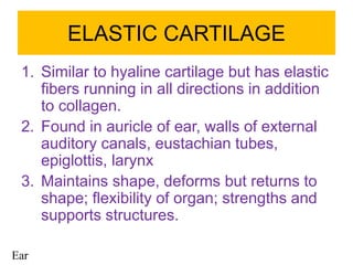 Cartilage.1.pdf