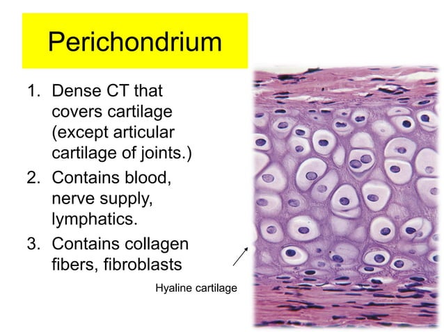 Cartilage.1.pdf