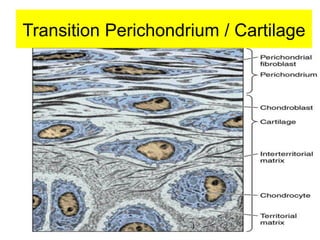 Cartilage.1.pdf