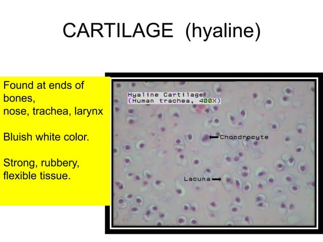 Cartilage.1.pdf