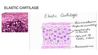 HISTOLOGY AND ANATOMY OF TYPES OF CARTILAGE.pdf