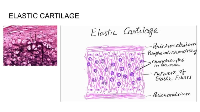 HISTOLOGY AND ANATOMY OF TYPES OF CARTILAGE.pdf