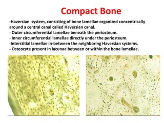 Cartilage and bone | PPTX