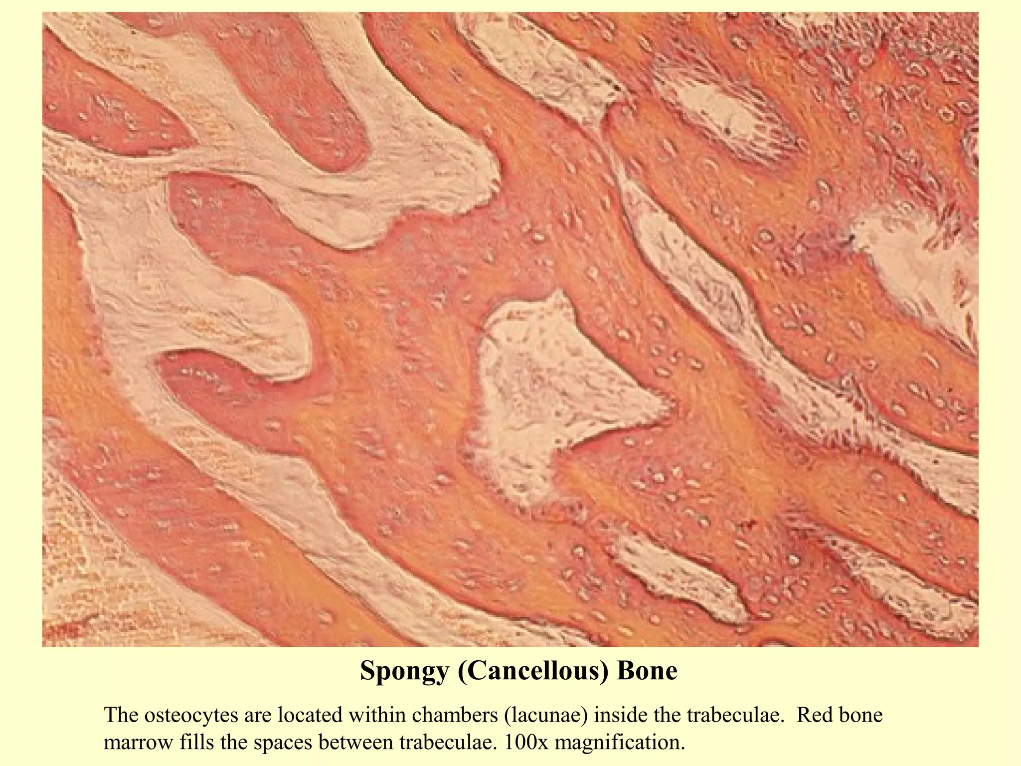 Cartilage and bone by adnan | PPT