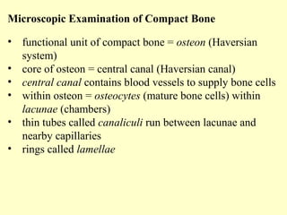 Cartilage and bone by adnan | PPT