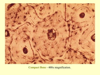 Cartilage and bone by adnan | PPT