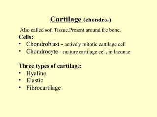 Cartilage and bone by adnan | PPT