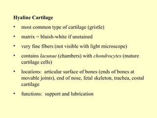 Cartilage and bone by adnan | PPT