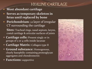CARTILAGE AND BONE.ppt | Bone and Joint Conditions | Diseases and ...