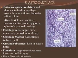 CARTILAGE AND BONE.ppt | Bone and Joint Conditions | Diseases and ...