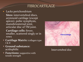 CARTILAGE AND BONE.ppt | Bone and Joint Conditions | Diseases and ...
