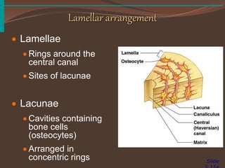CARTILAGE AND BONE.ppt | Bone and Joint Conditions | Diseases and ...