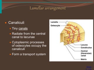 CARTILAGE AND BONE.ppt | Bone and Joint Conditions | Diseases and ...