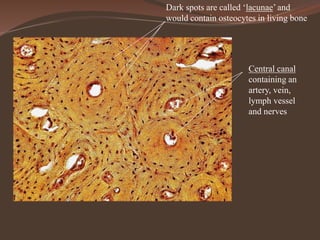 CARTILAGE AND BONE.ppt | Bone and Joint Conditions | Diseases and ...