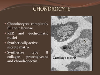 CARTILAGE AND BONE.ppt | Bone and Joint Conditions | Diseases and ...