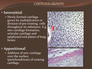 CARTILAGE AND BONE.ppt | Bone and Joint Conditions | Diseases and ...