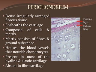 CARTILAGE AND BONE.ppt