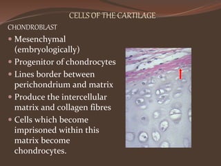 CARTILAGE AND BONE.ppt
