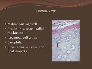 CARTILAGE AND BONE.ppt