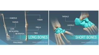 Cartilage and Bone - Dr. Jamal Alvi-1.pptx