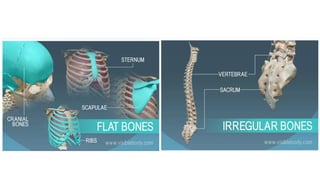Cartilage and Bone - Dr. Jamal Alvi-1.pptx