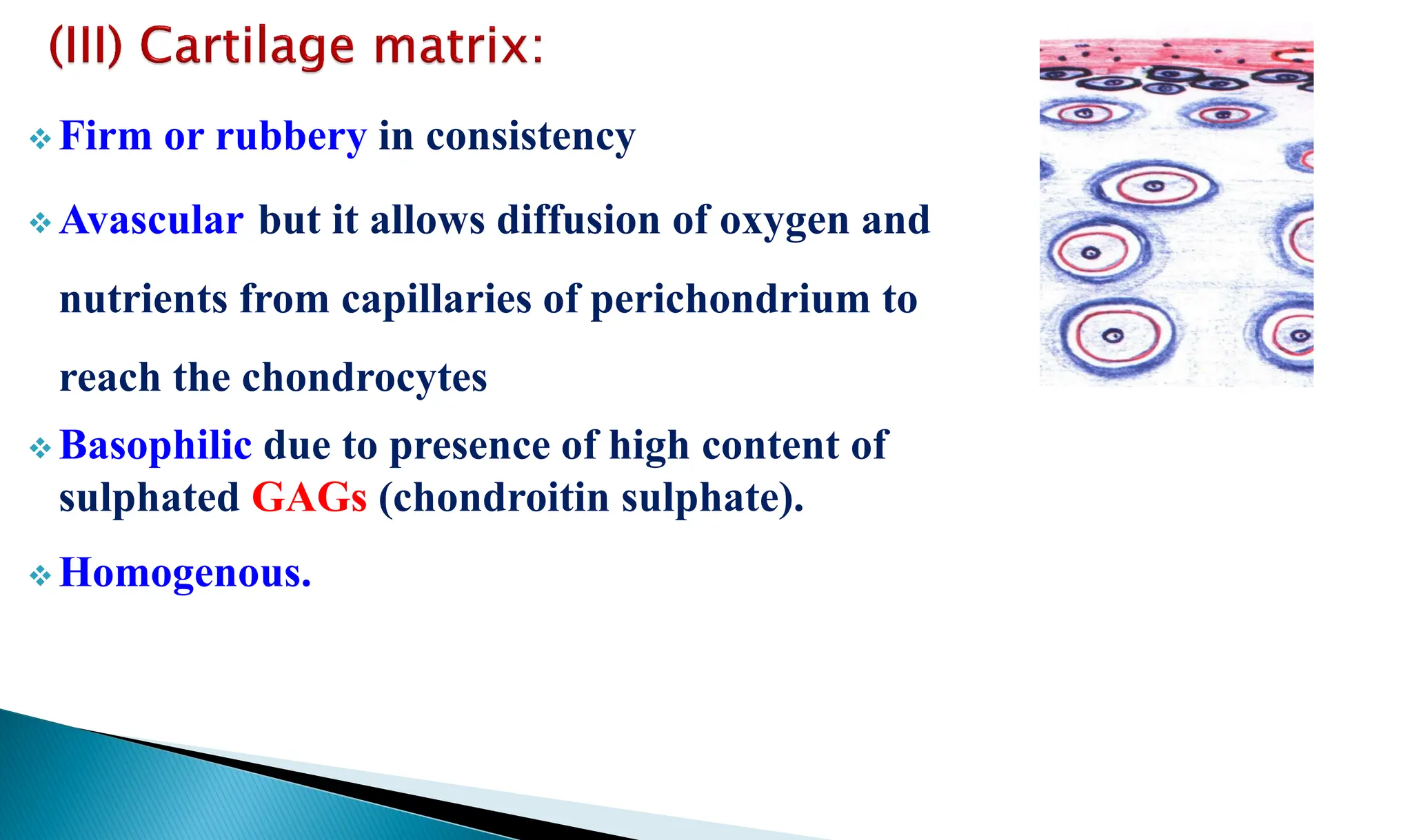 cartilage and bone histology. Microscopic anatomy | PDF