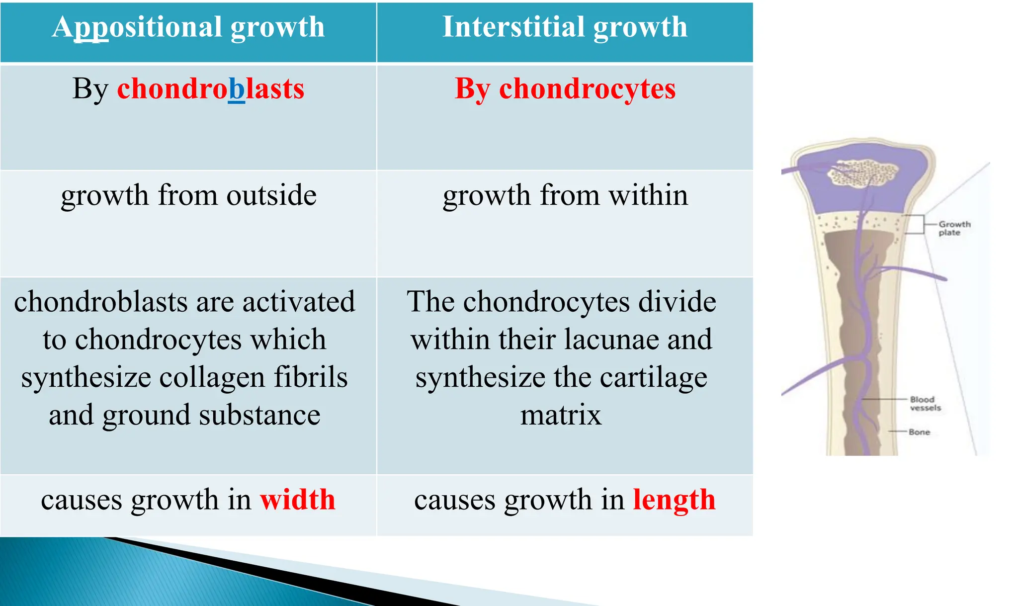 cartilage and bone histology. Microscopic anatomy | PDF