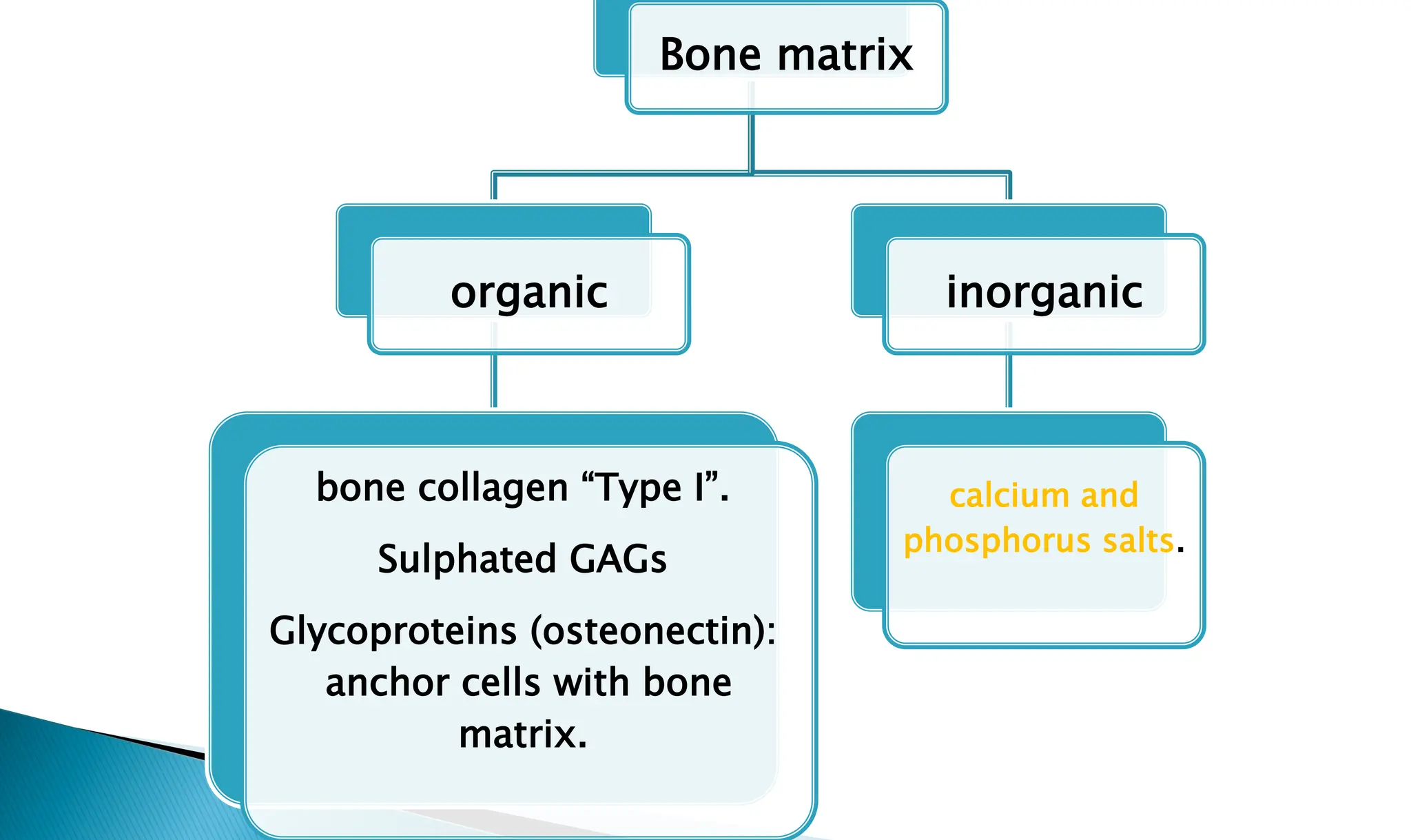 cartilage and bone histology. Microscopic anatomy | PDF