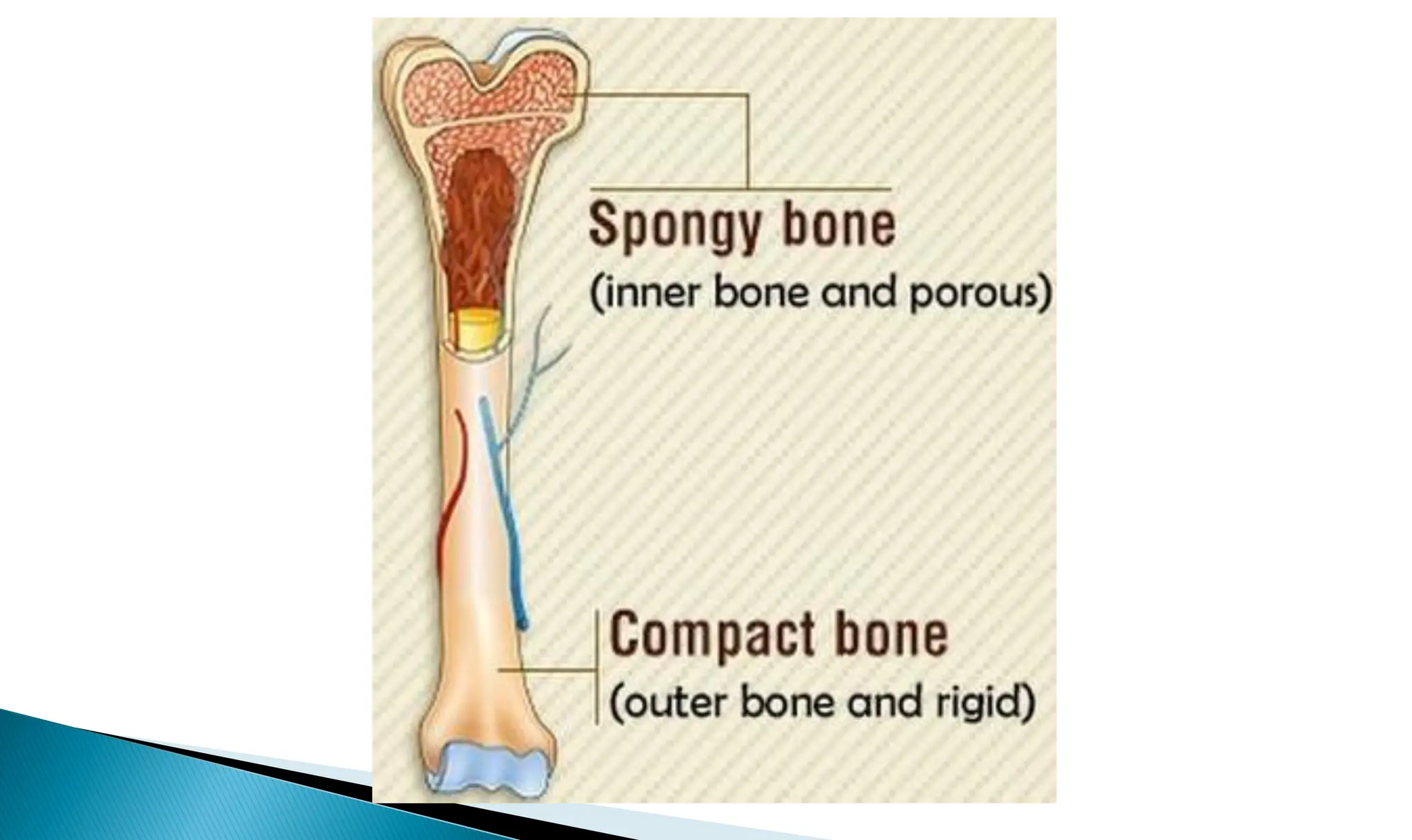 cartilage and bone histology. Microscopic anatomy | PDF