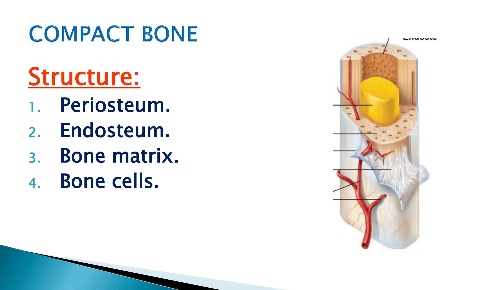 cartilage and bone histology. Microscopic anatomy | PDF