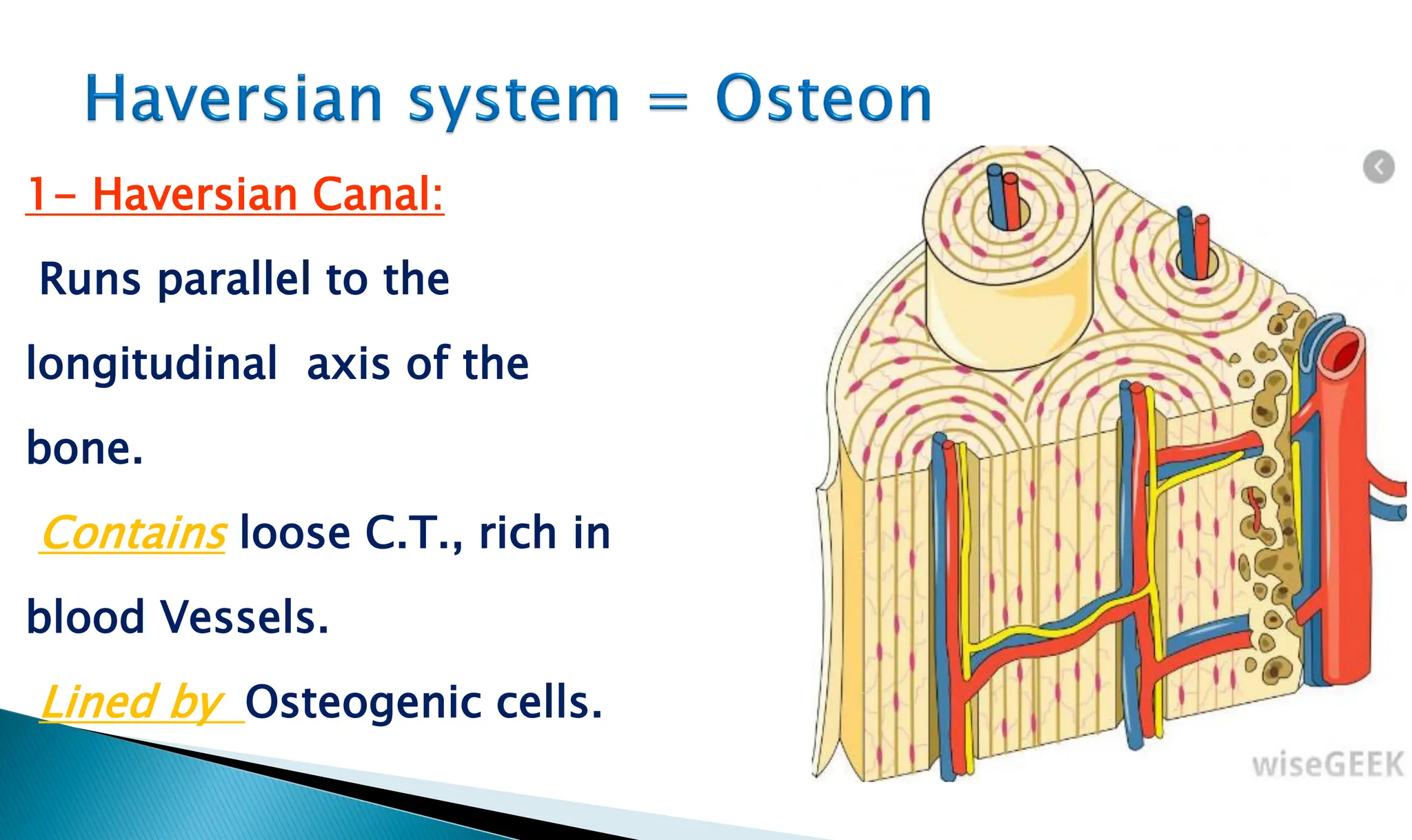 cartilage and bone histology. Microscopic anatomy | PDF