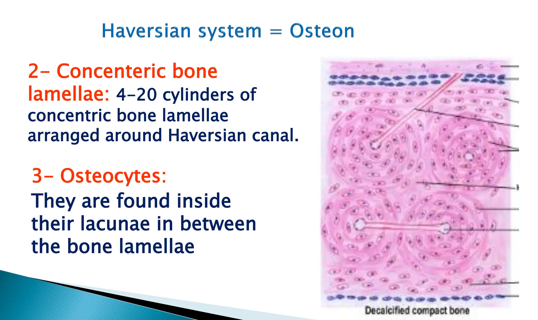 cartilage and bone histology. Microscopic anatomy | PDF