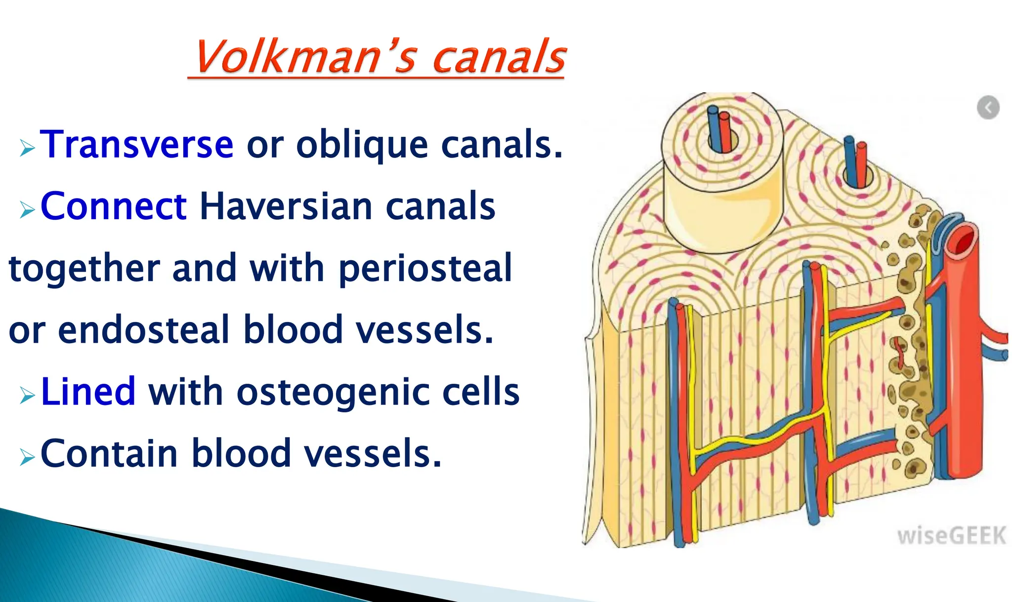 cartilage and bone histology. Microscopic anatomy | PDF
