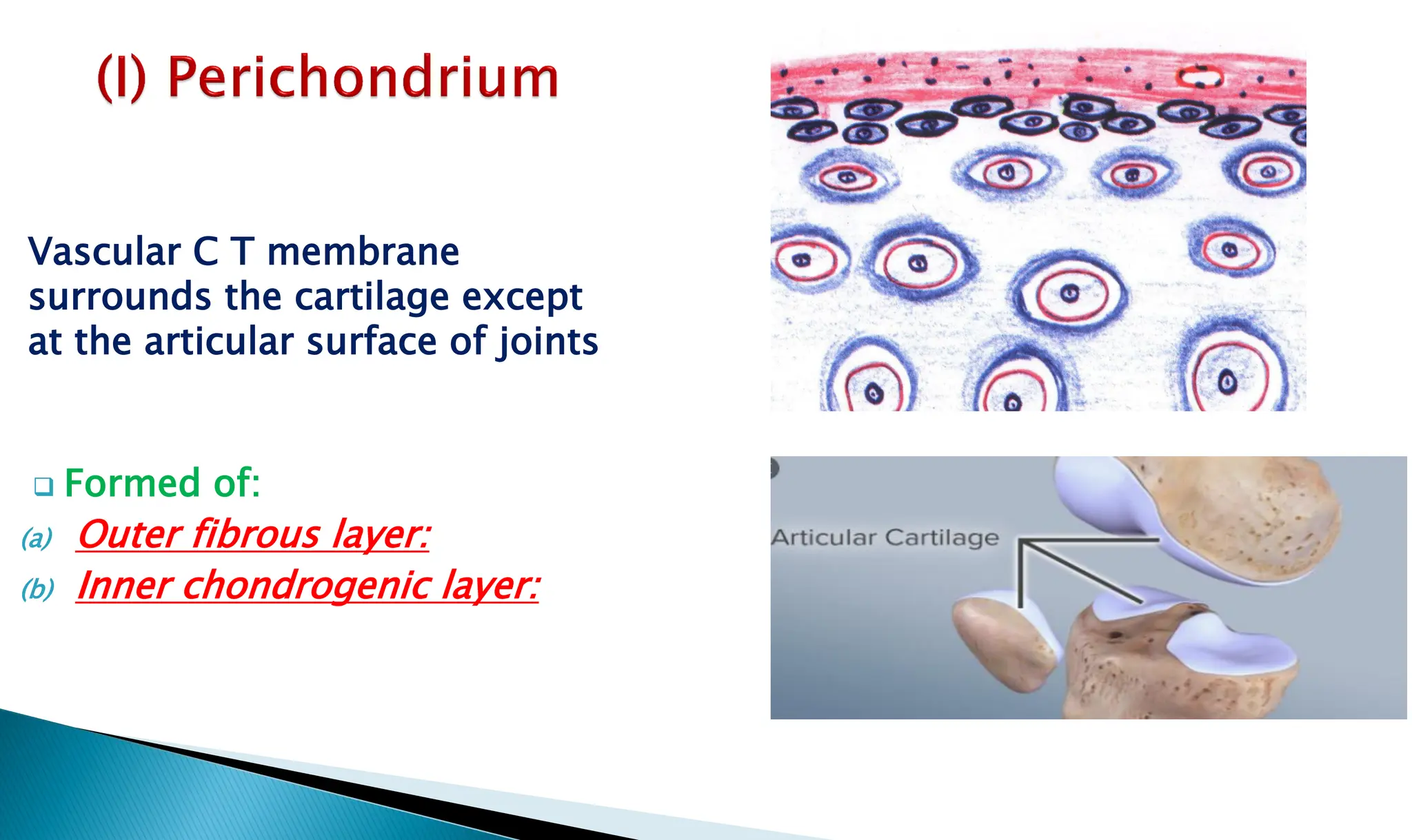 cartilage and bone histology. Microscopic anatomy | PDF