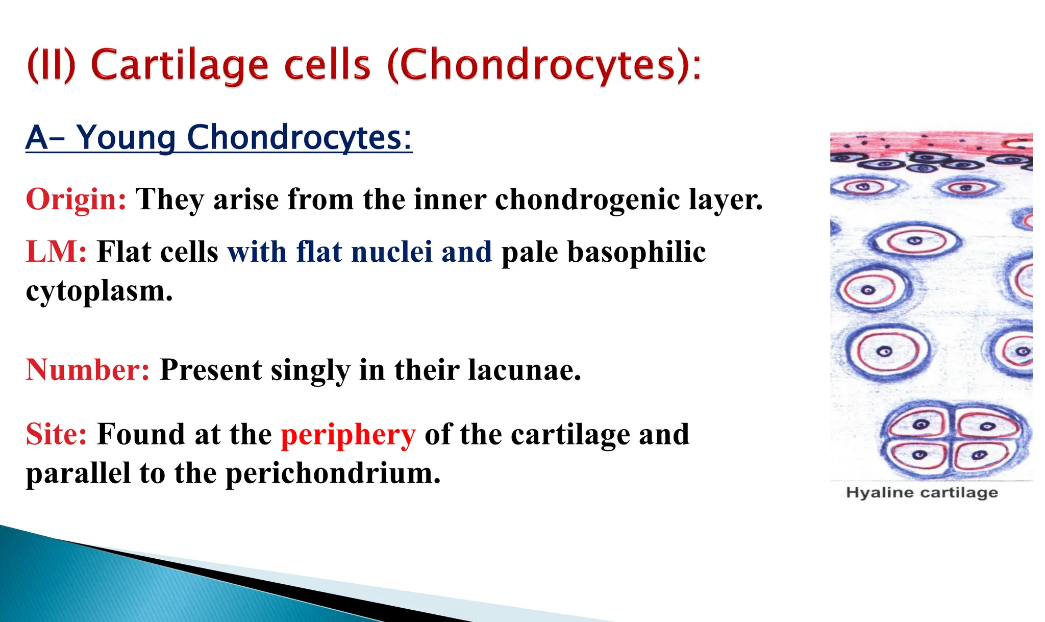 cartilage and bone histology. Microscopic anatomy | PDF