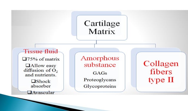 cartilage and bone histology. Microscopic anatomy | PDF