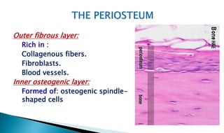 cartilage and bone histology. Microscopic anatomy | PDF