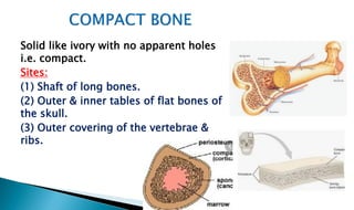 cartilage and bone histology. Microscopic anatomy | PDF