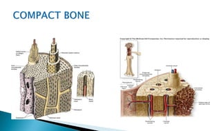 cartilage and bone histology. Microscopic anatomy | PDF