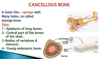 cartilage and bone histology. Microscopic anatomy | PDF